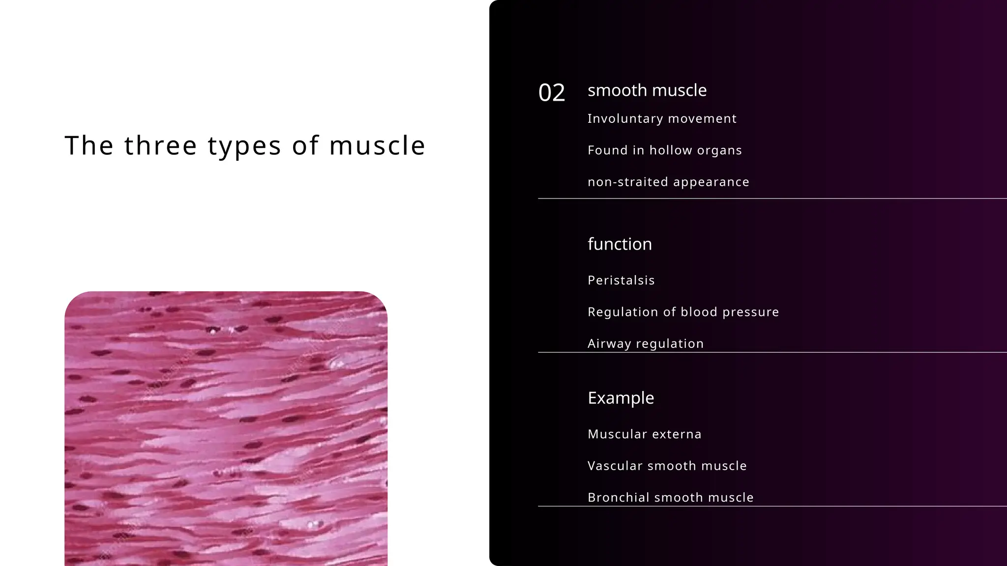 bio 104 anatomy the human muscular system (1).pptx