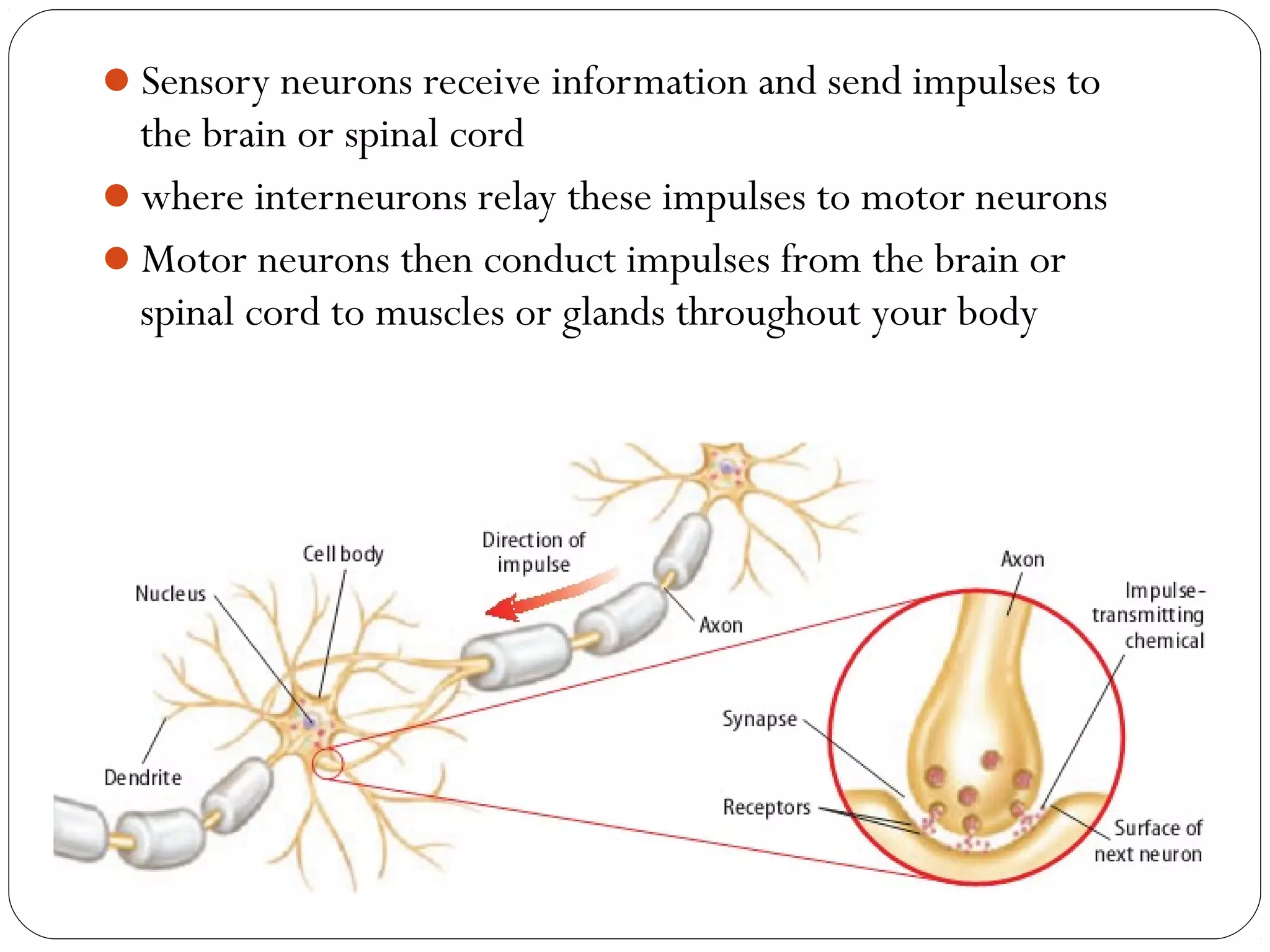 The human nervous system and sense organ | PPT