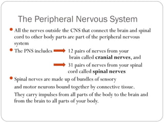 The human nervous system and sense organ | PPT