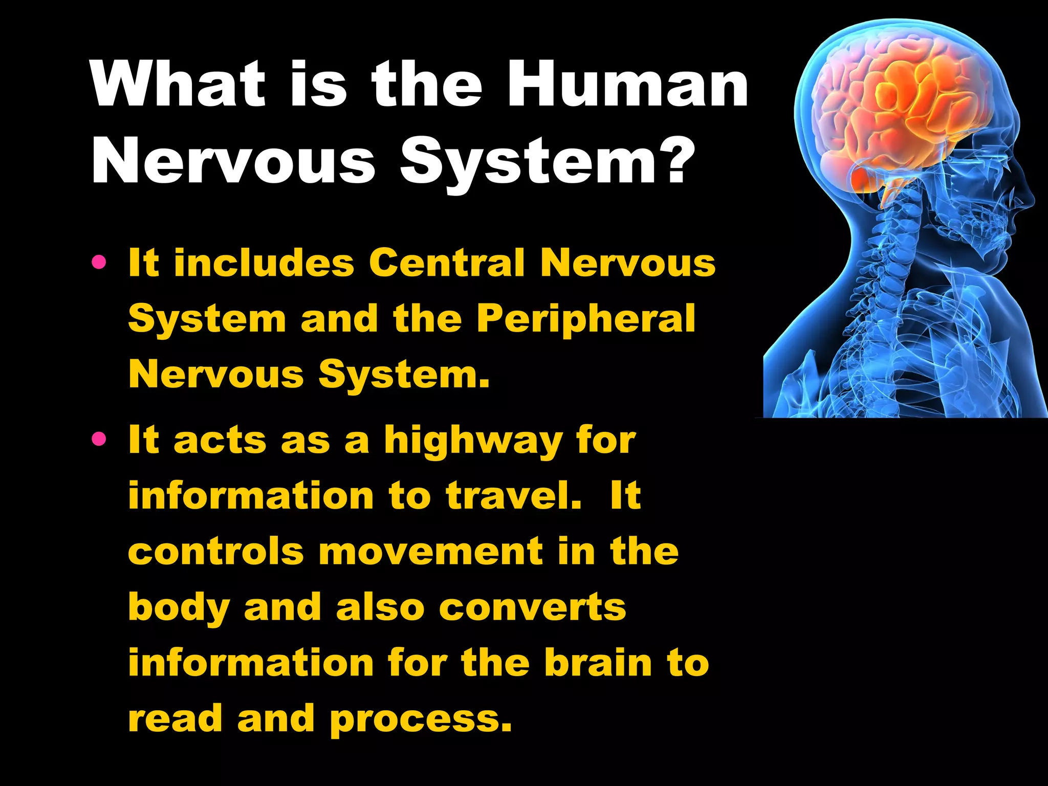 Grade 9 INTRA - The Human Nervous System (reference) | PPT