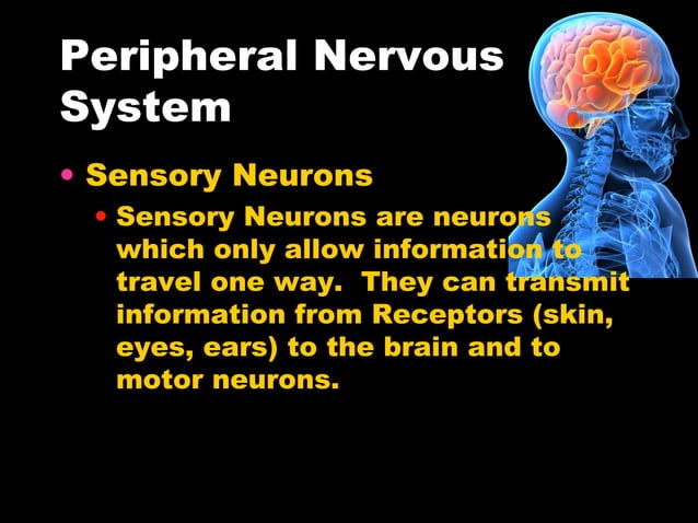 Grade 9 INTRA - The Human Nervous System (reference) | PPT