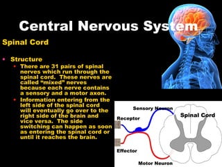 Grade 9 INTRA - The Human Nervous System (reference) | PPT