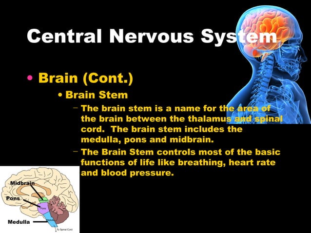 Grade 9 INTRA - The Human Nervous System (reference) | PPT