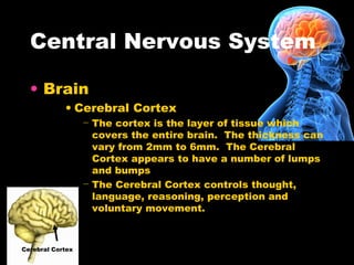 Nervous System For Grade 5