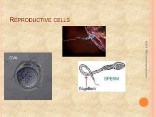 The human reproduction sound | PPTX | Pregnancy | Reproductive Health