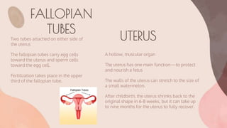 The Human Reproduction System.pptx