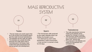 The Human Reproduction System.pptx