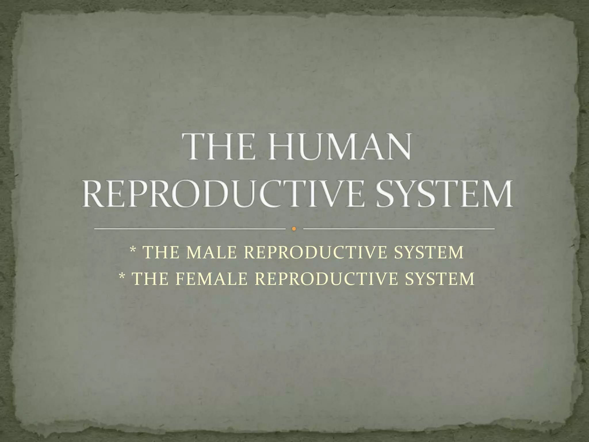 The human reproductive system | PPT