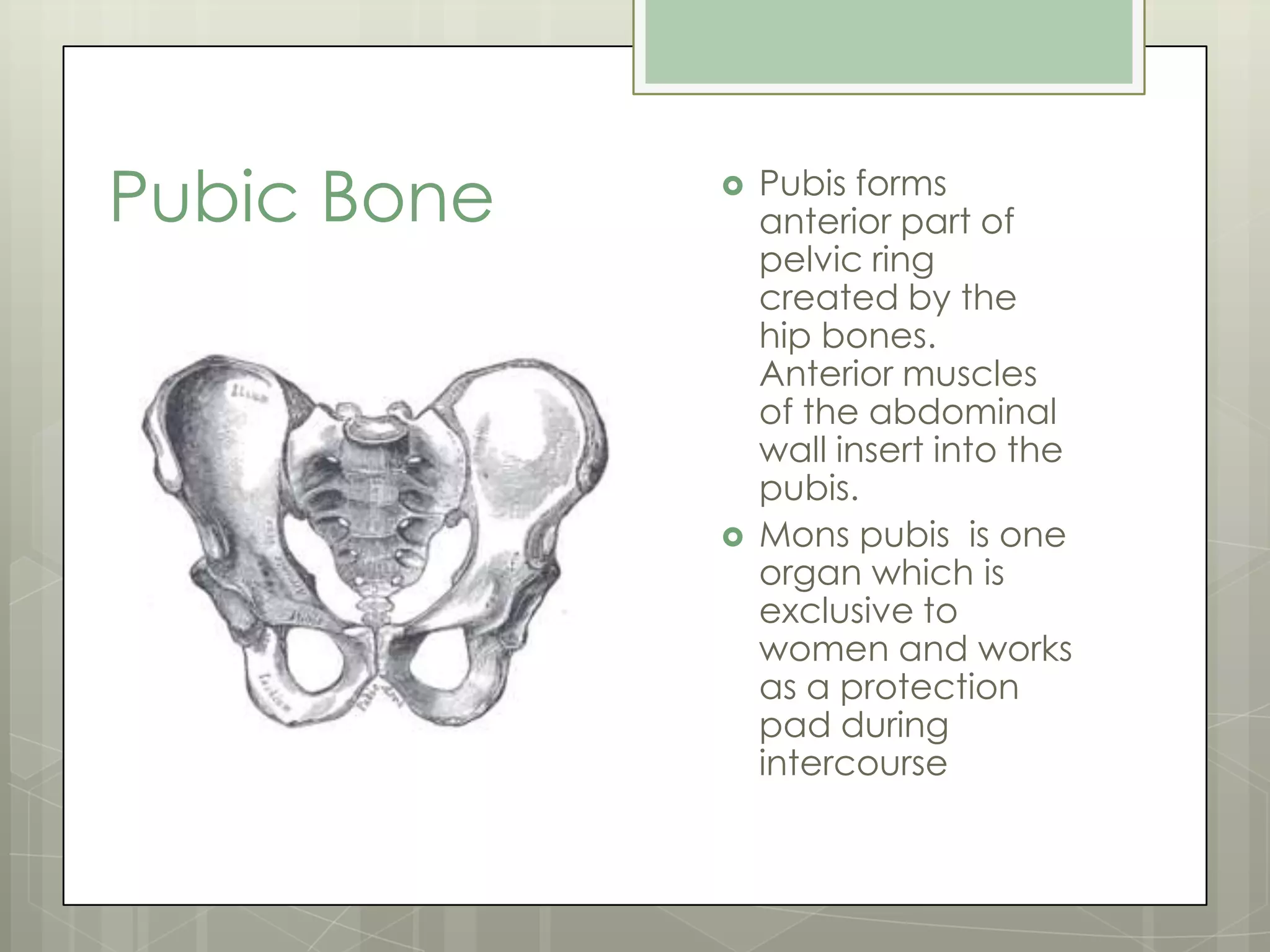 The human reproductive system | PPTX