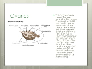 The human reproductive system | PPTX