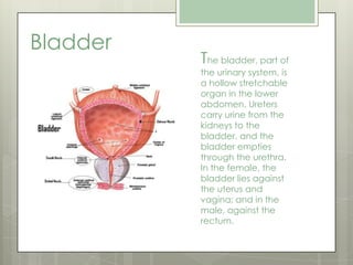 The human reproductive system | PPTX
