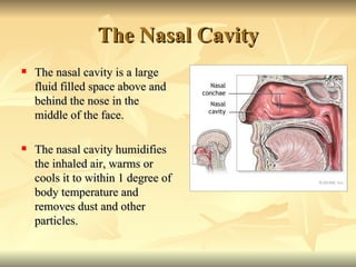 The human respiratory system | PPT