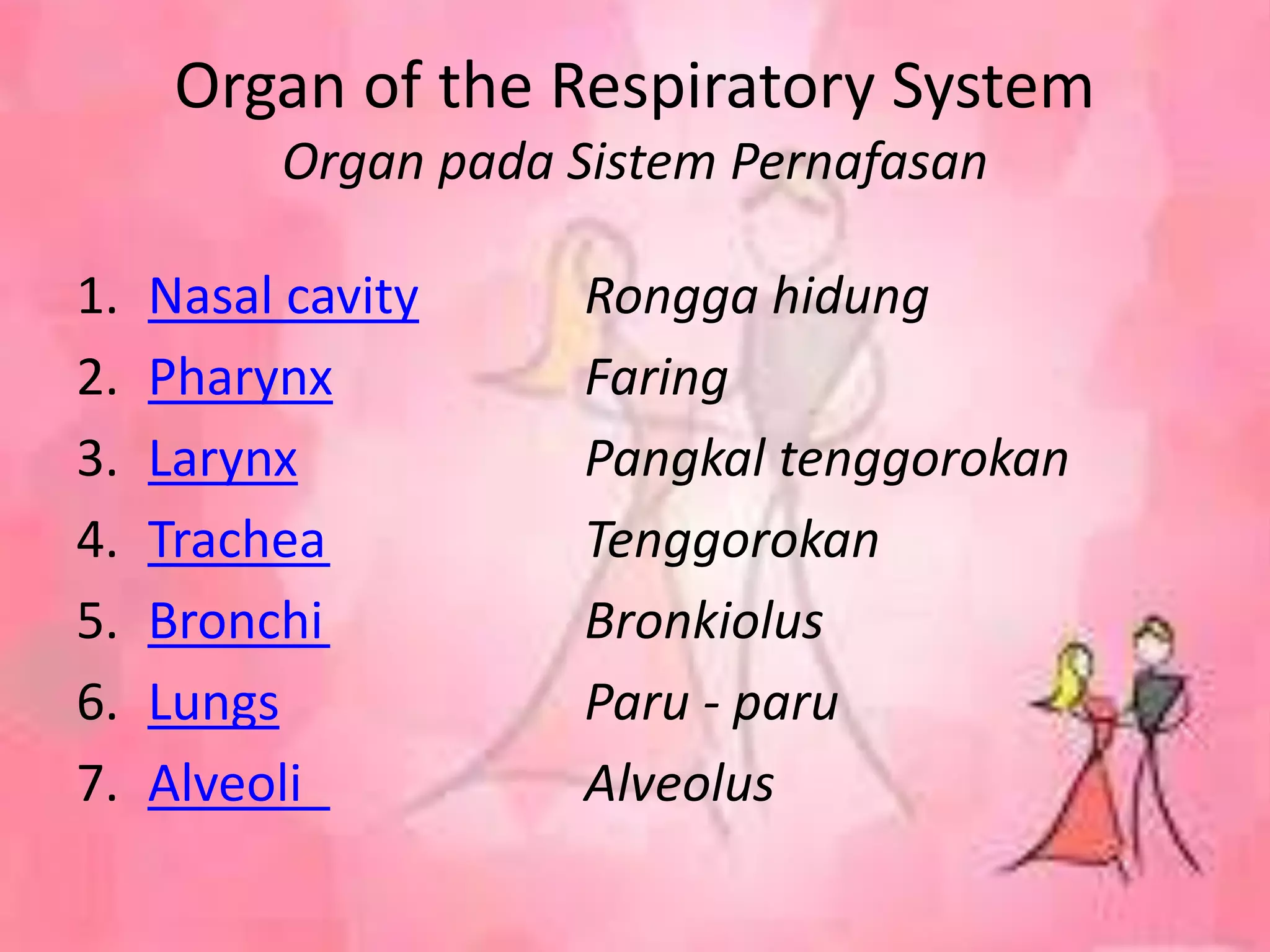The human respiratory system | PPTX
