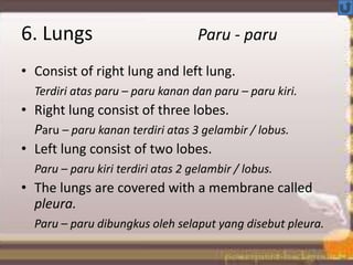 The human respiratory system | PPT