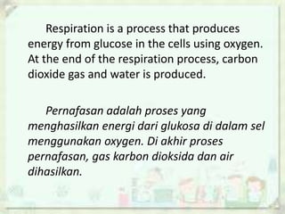 The human respiratory system | PPT