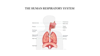 THE HUMAN RESPIRATORY SYSTEM PPT PRSENTATION.pptx