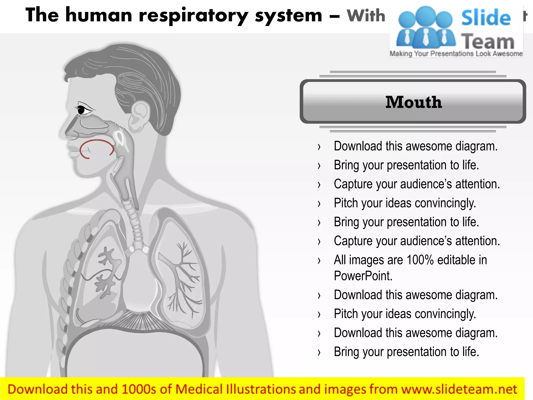 The human respiratory system medical images for power point | PDF