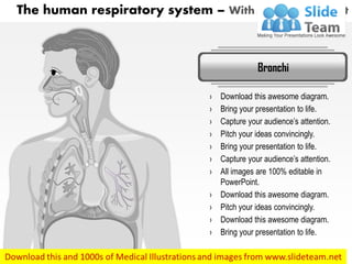 The human respiratory system medical images for power point | PPT