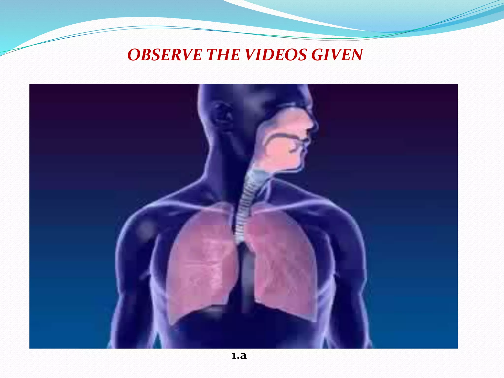 The human respiratory system ppt.1pptx | PPTX