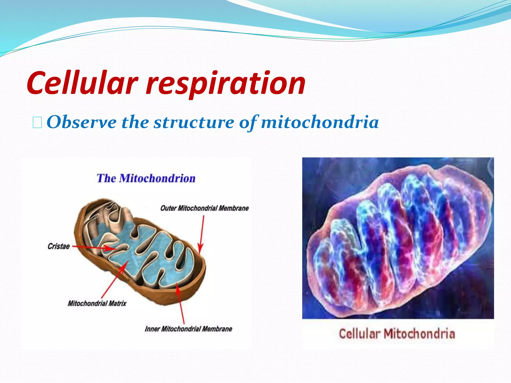 The human respiratory system ppt.1pptx | PPTX