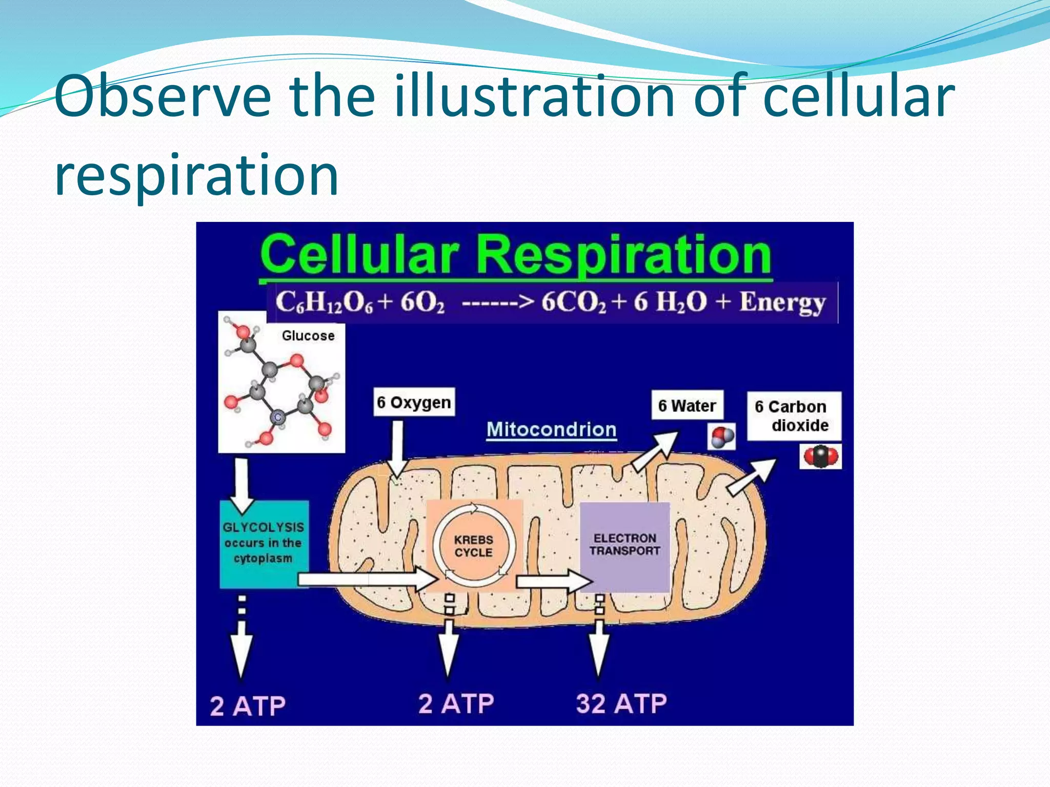 The human respiratory system ppt.1pptx | PPTX