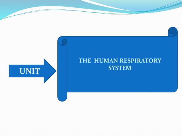 The human respiratory system ppt.1pptx | PPT