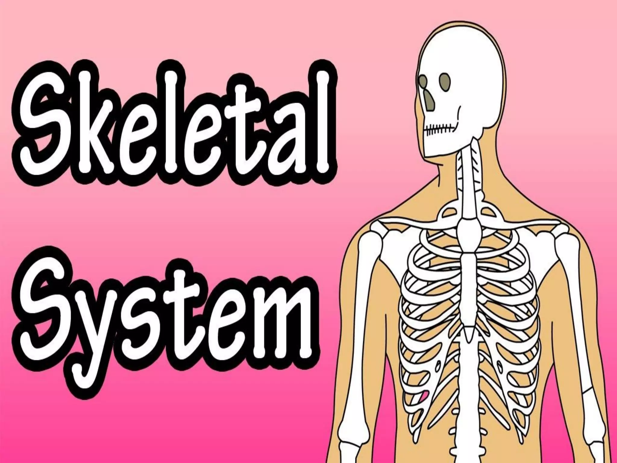 The human skeletal system | PDF