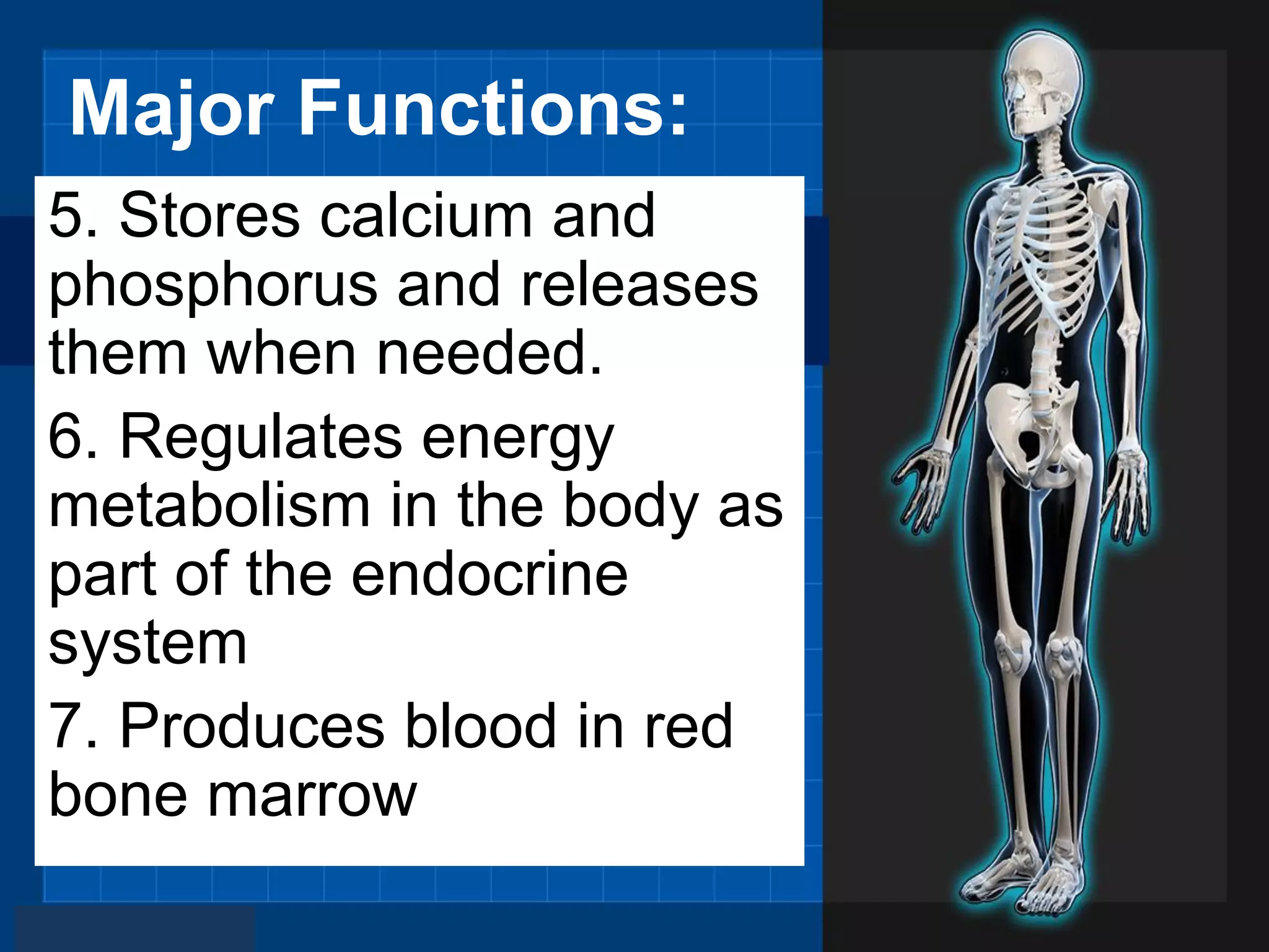 The human skeletal system | PPT