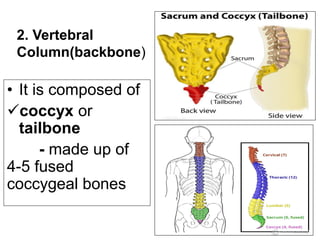The human skeletal system | PPT