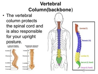 The human skeletal system | PDF
