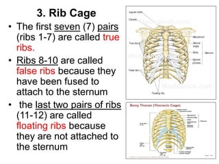 The human skeletal system | PPT