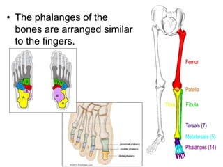 The human skeletal system | PDF
