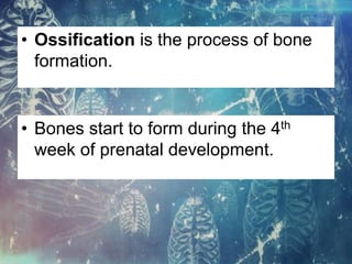 The human skeletal system | PDF