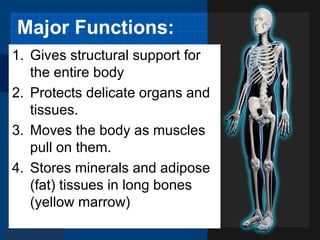 The human skeletal system | PPT