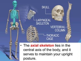 The human skeletal system | PPT