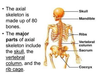 The human skeletal system | PPT