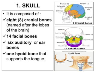 The human skeletal system | PPT