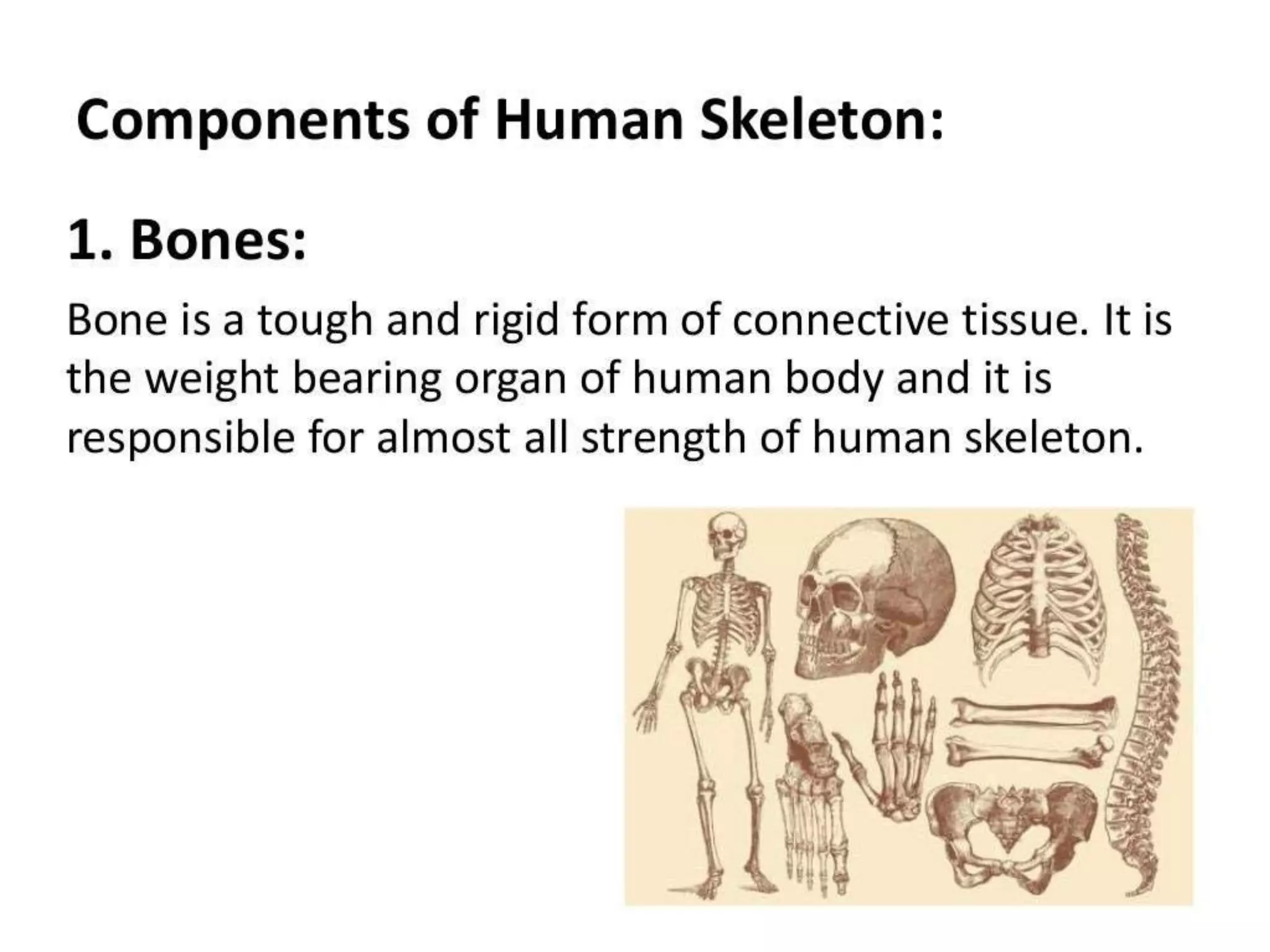THE HUMAN SKELETAL SYSTEM.pptx