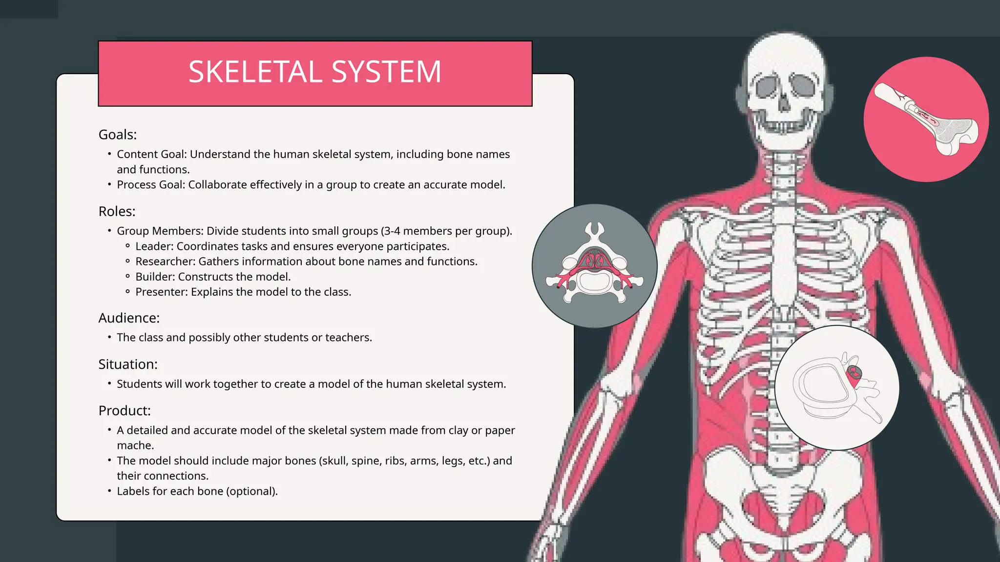 The Human Skeletal System Science Group Work.pptx