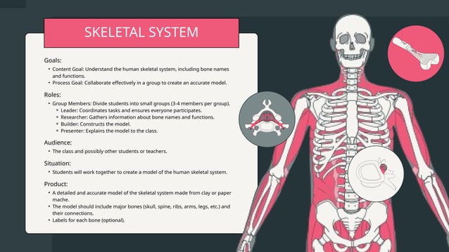 The Human Skeletal System Science Group Work.pptx