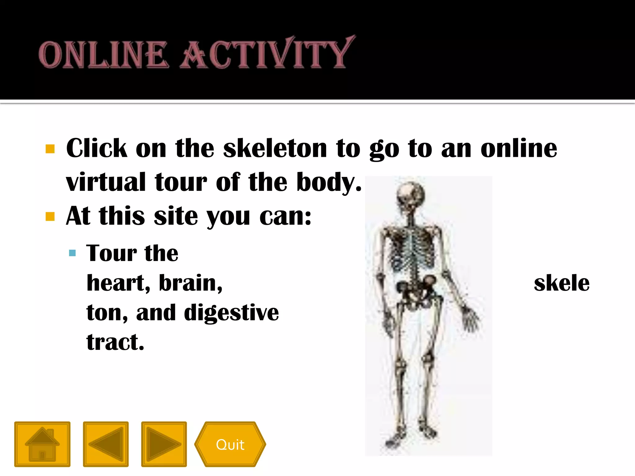 The Human Skeleton | PPTX