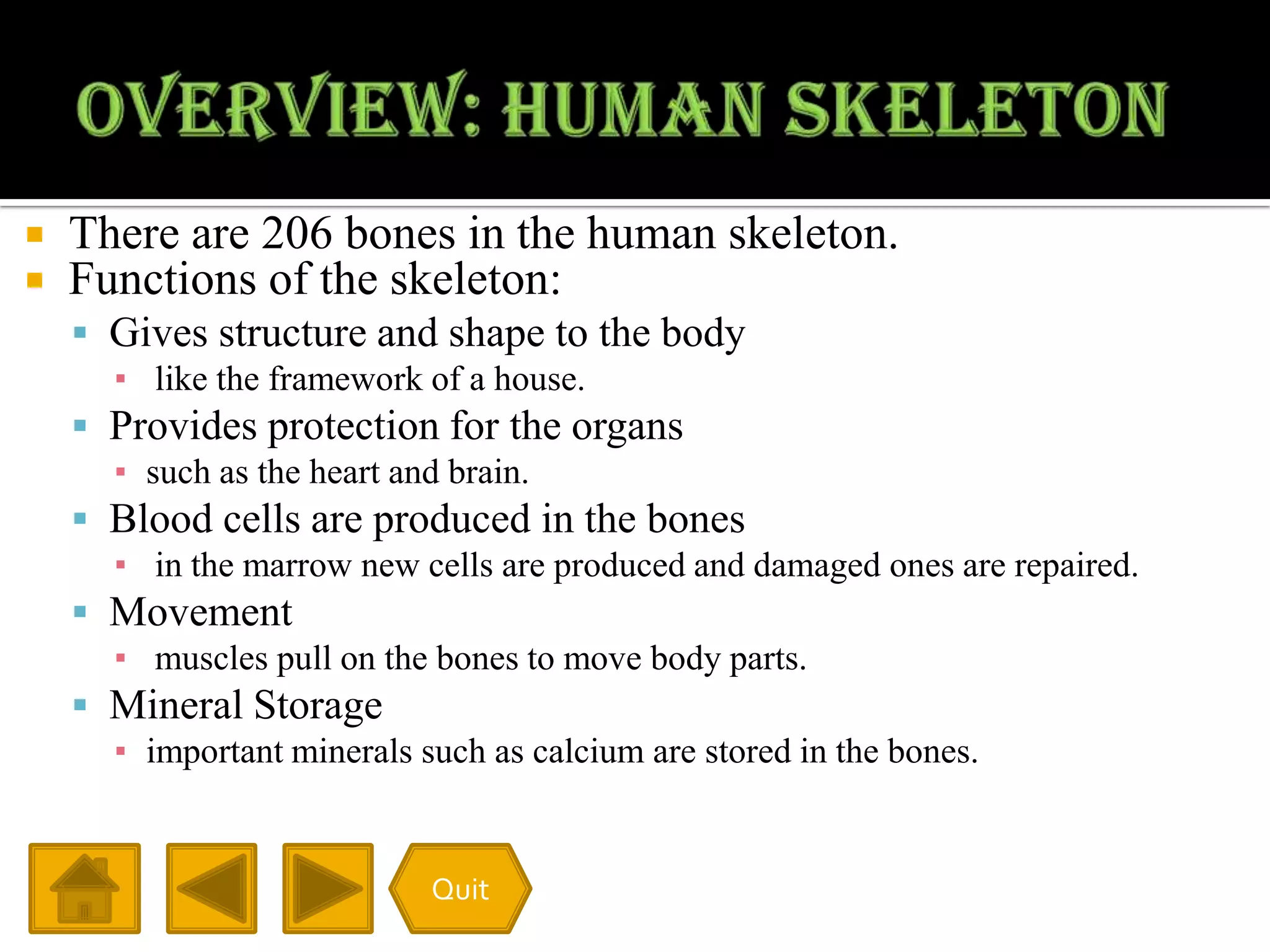 The Human Skeleton | PPTX