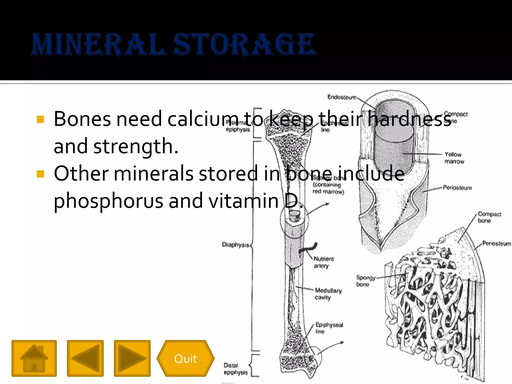 The Human Skeleton | PPTX