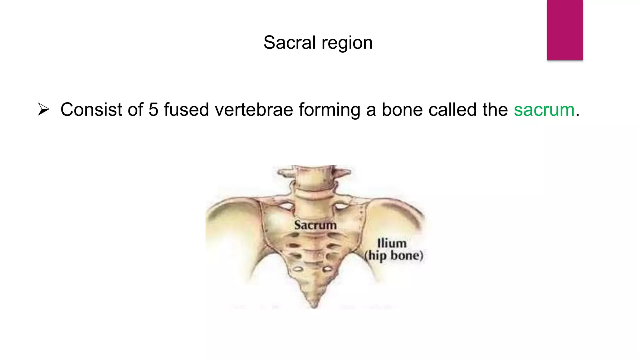 The human skeleton | PPTX