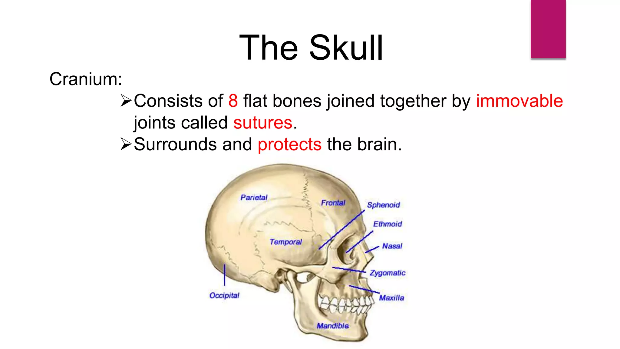 The human skeleton | PPTX