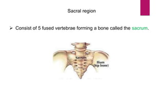 The human skeleton | PPTX