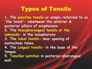 The human tongue | PPT