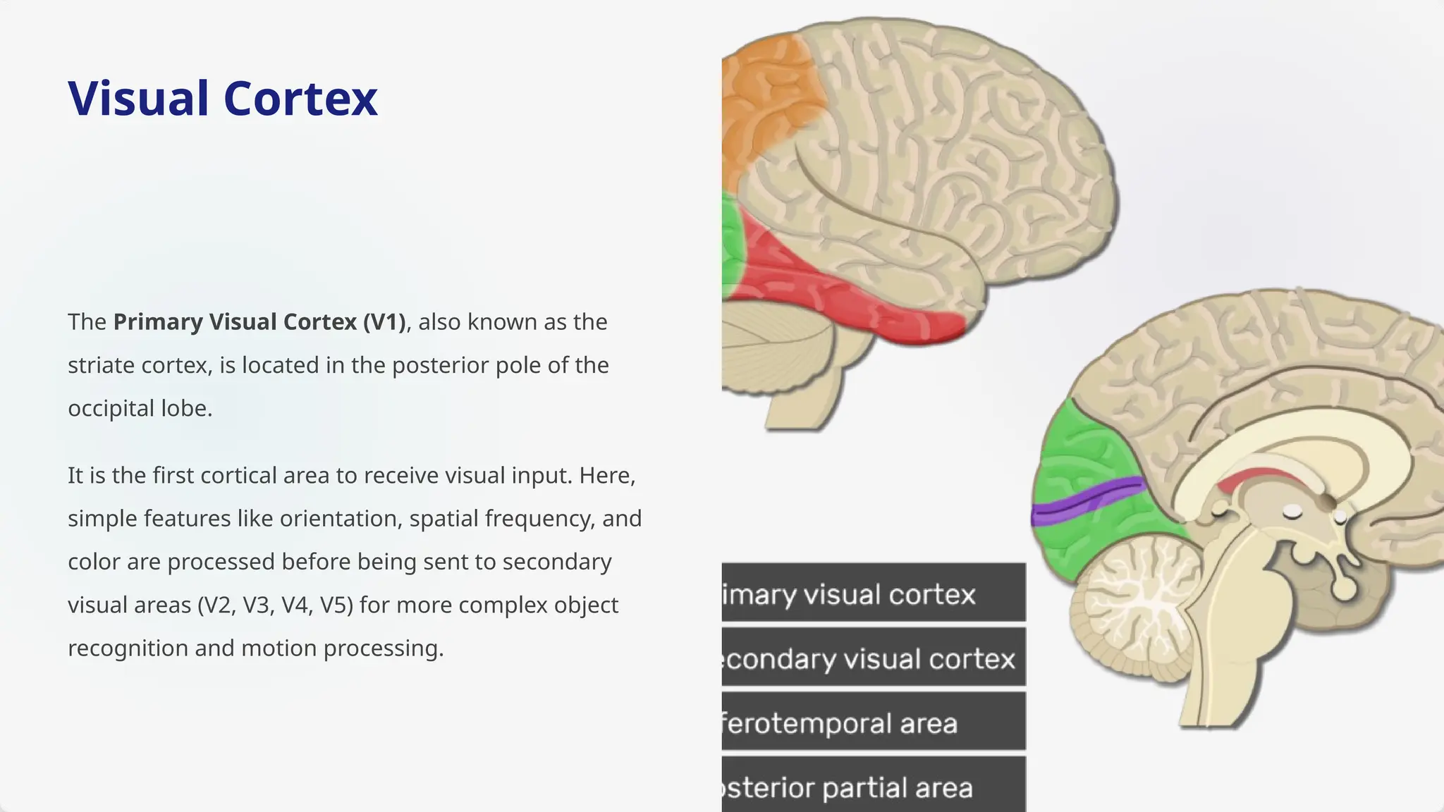 The Human Visual System in didgital image processing.pptx