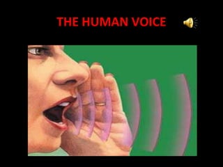 The human voice | PPT