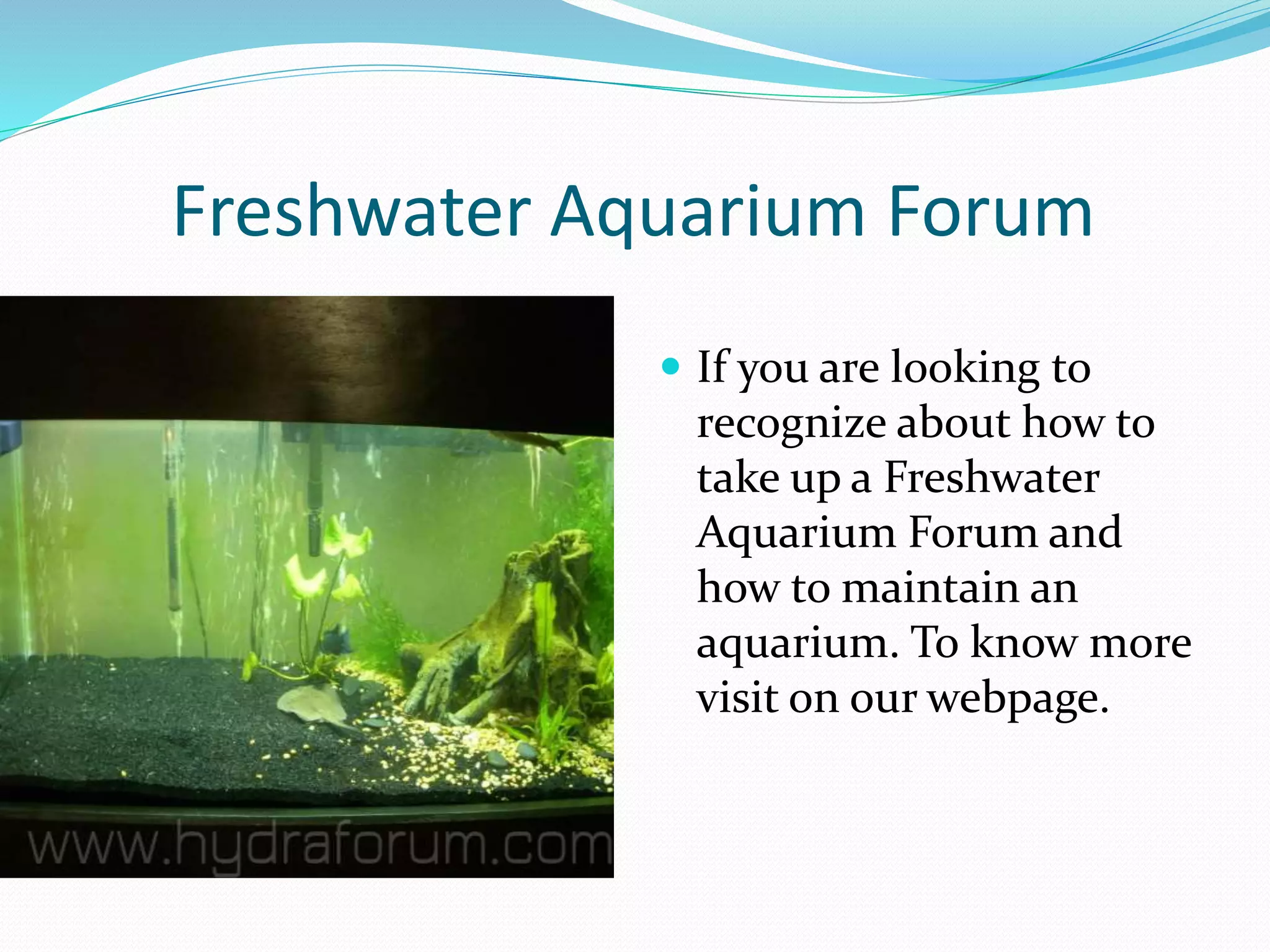 The hydra | PPTX | Zoos & Aquariums | Attractions